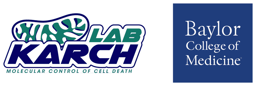 发现新的心脏保护疗法的关键细胞死亡机制-研究推广