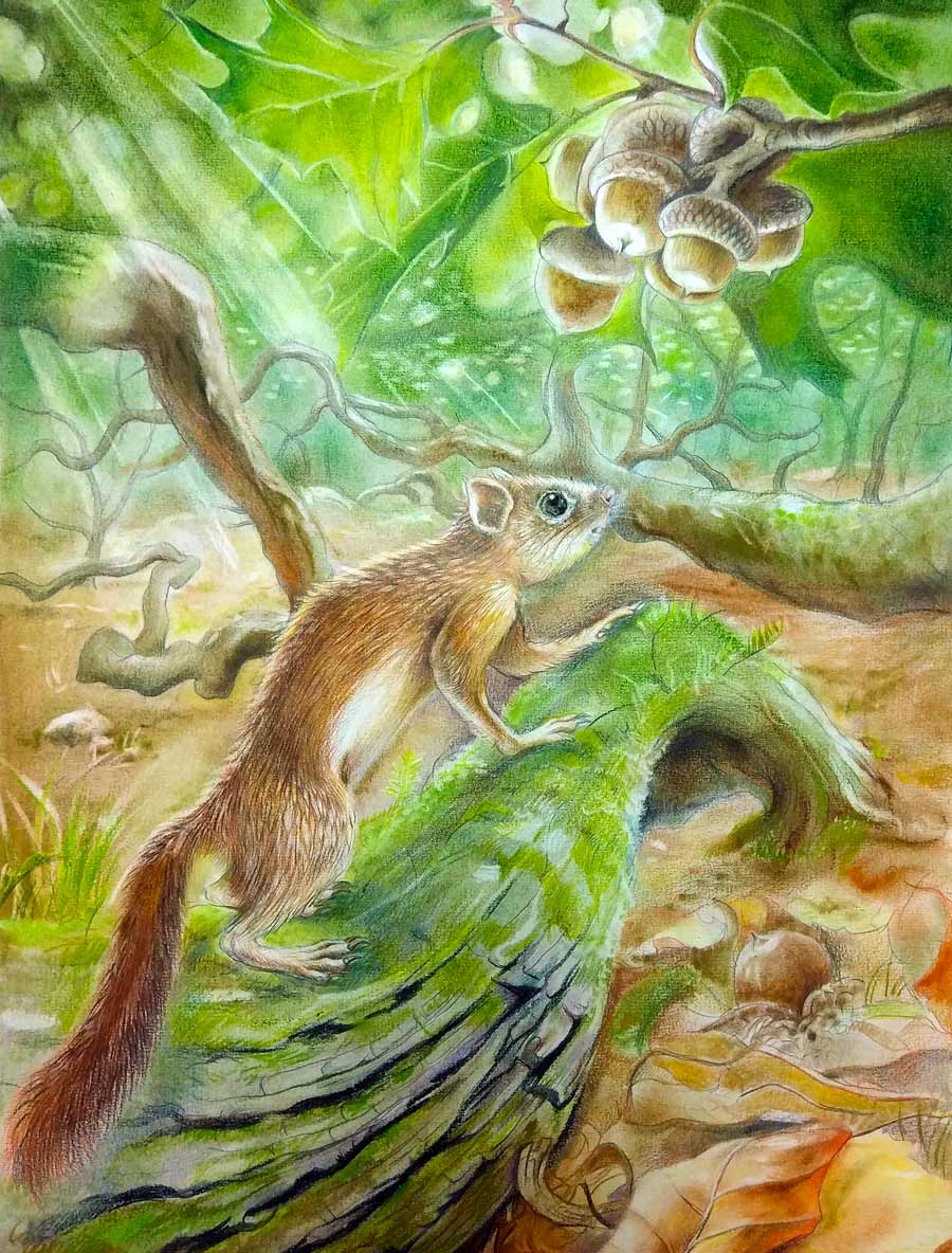 看那些脚鼠类和lagophors早期进化